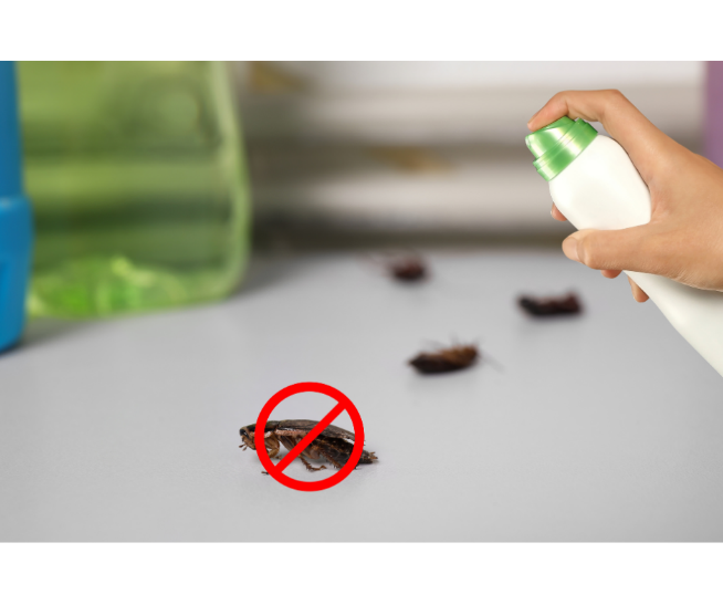 How to Get Rid of Bugs in the Kitchen – RenoTender